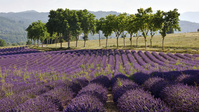 Tour de France Sotheby's International Realty - March in Provence